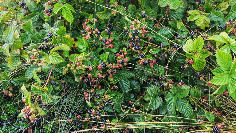 How to get rid of brambles - a step-by-step guide to banish these ...