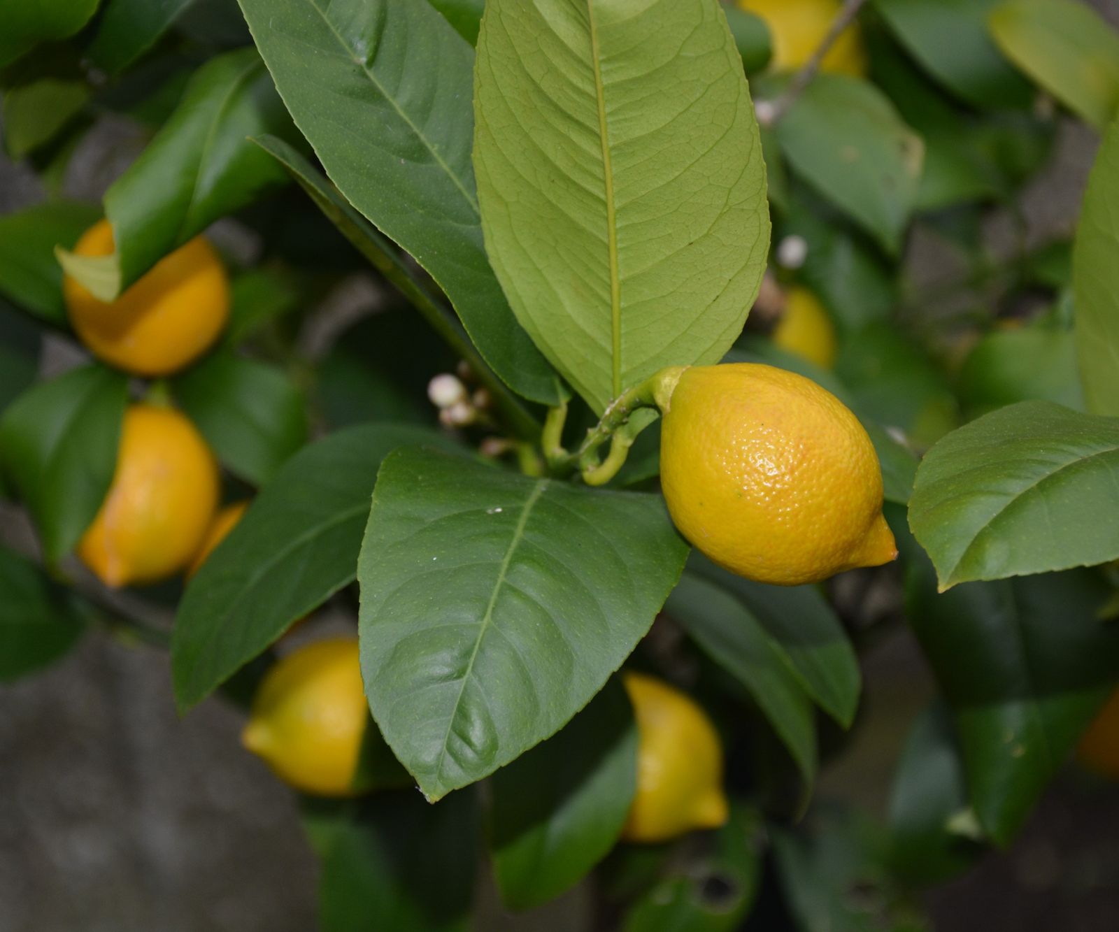 Why are my citrus leaves curling and how can they be fixed? | Homes and ...