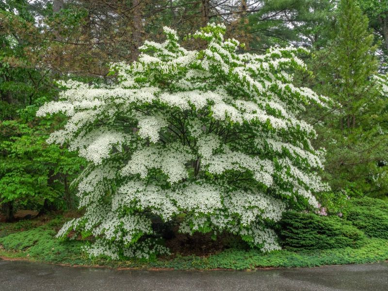 Tips & Information about Dogwood | Gardening Know How