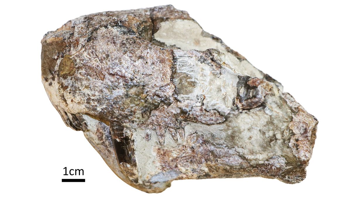 Ancient saber-toothed 'gorgons' bit each other in ritualized combat ...