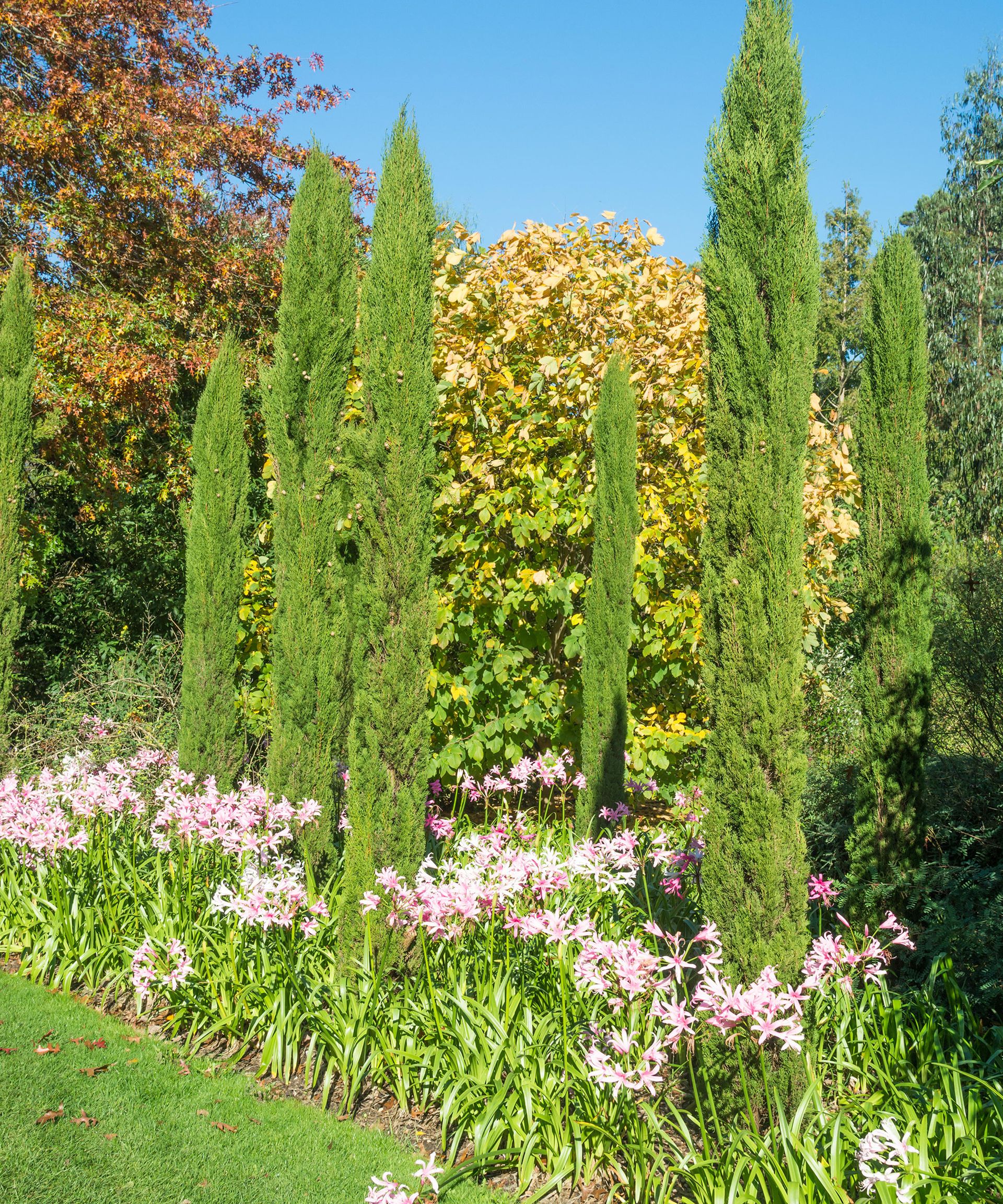 Best trees for privacy: 10 ways to screen a plot from view | Gardeningetc
