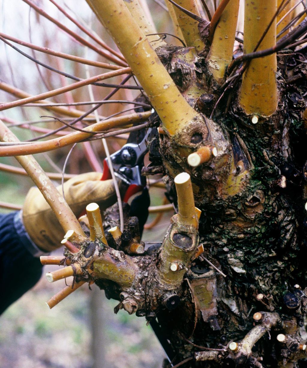 Expert tips for pollarding trees and shrubs in your backyard | Homes ...