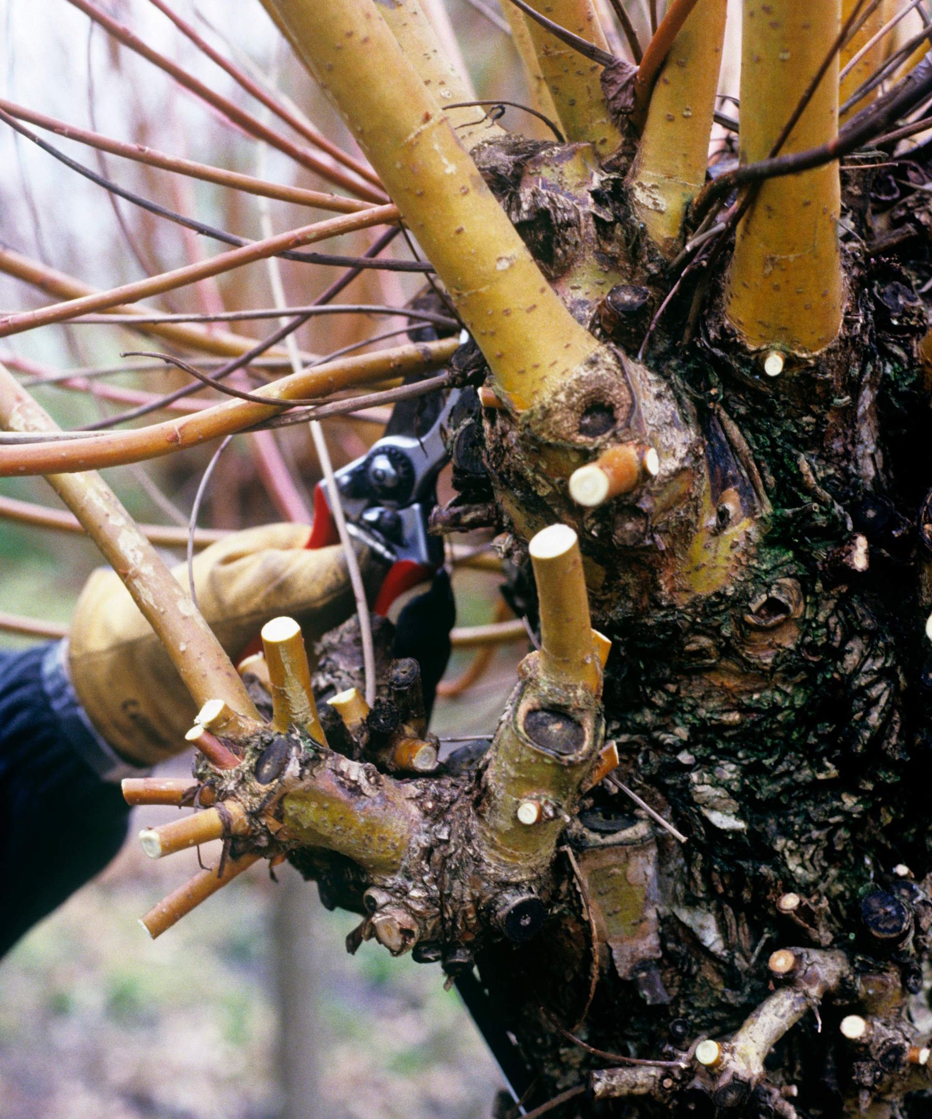 Expert tips for pollarding trees and shrubs in your backyard | Homes ...