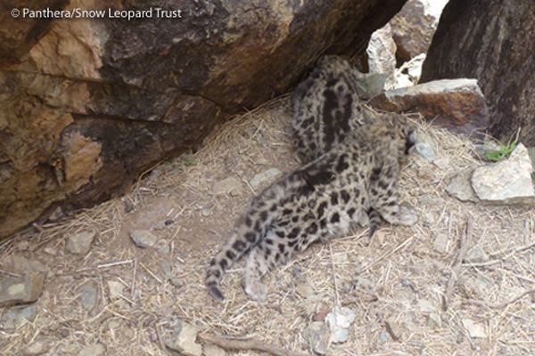 Rare Photos: Snow Leopard Babies in Dens | Live Science
