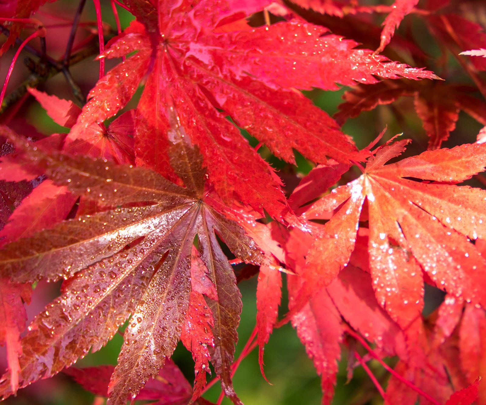 Varieties of Japanese maples – 10 show-stopping acers | Homes and Gardens
