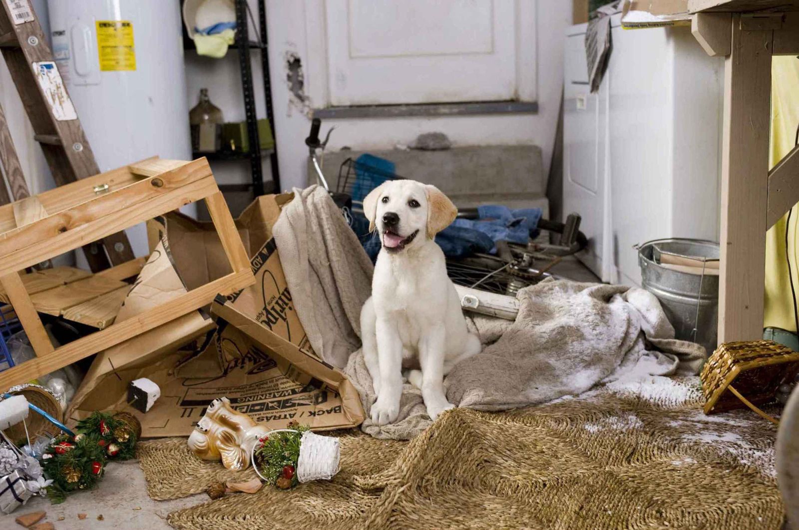 The 10 most famous dog-and-owner combinations in history, from ...