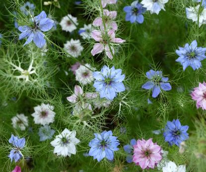 How to grow nigella: Expert tips for bright blooms | Homes and Gardens