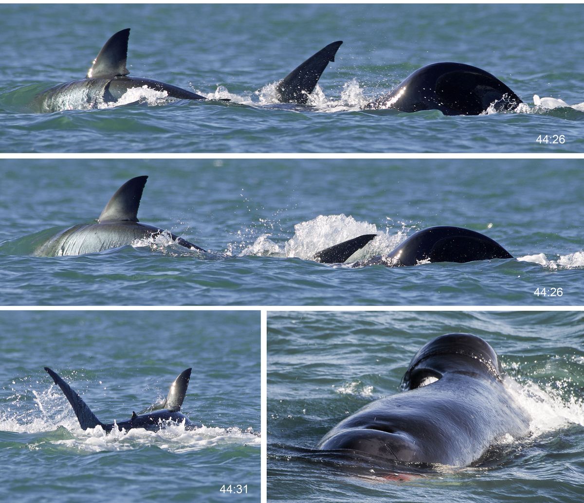 Great white shark gets liver torn out by lone orca in under 2 minutes ...