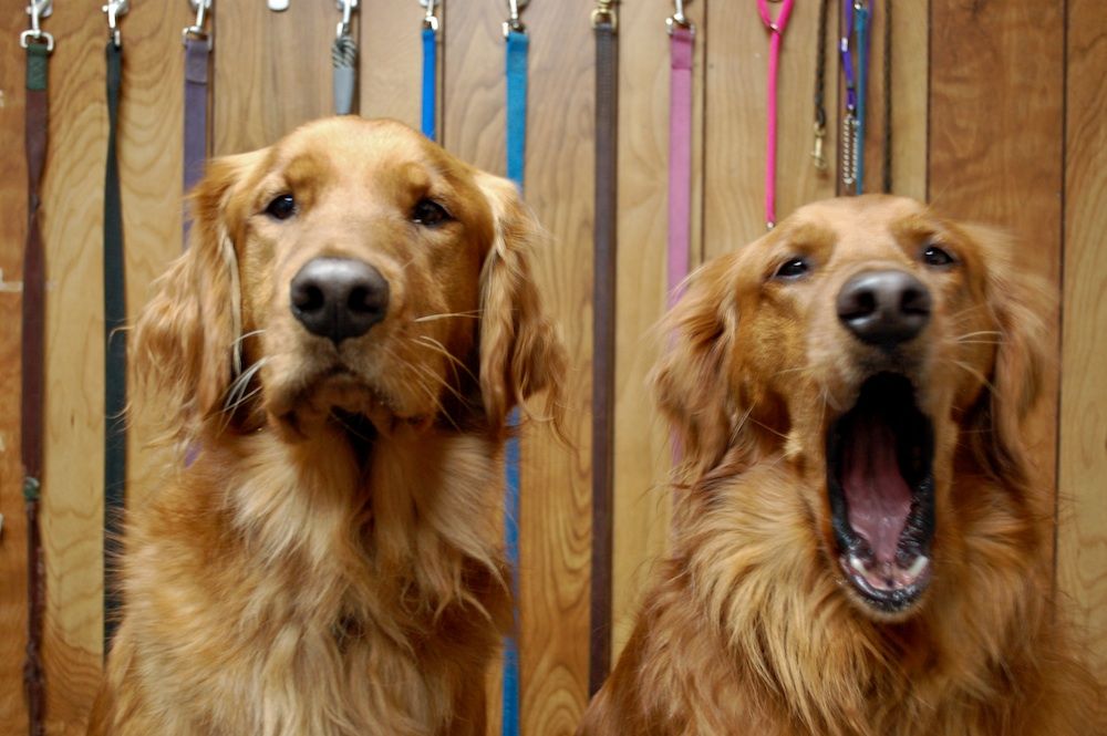 In Self-Control, Dogs Are Only Human | Live Science