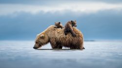 All wildlife photographers (and nature lovers) should study the amazing ...