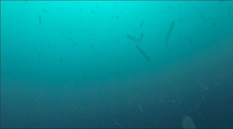 Millions of 'Sea Pickles' Invade Northwest Waters | Live Science