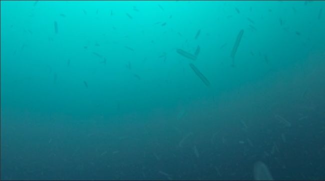 Millions of 'Sea Pickles' Invade Northwest Waters | Live Science