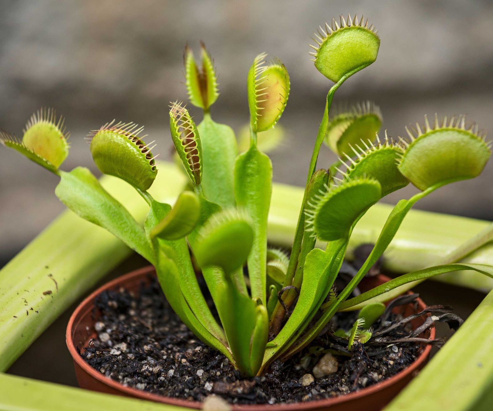 How to propagate a Venus flytrap: three easy methods | Homes and Gardens