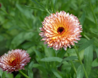Calendula varieties: 16 pot marigolds for your garden | Homes and Gardens