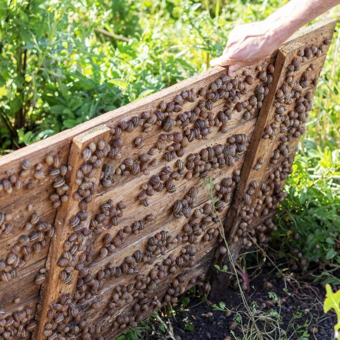 Make A Snail Or Slug Trap – Try This Easy, Effective Trick | Gardening ...