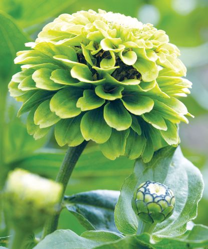 Green flowers – ideas for pretty blooms to grow and cut in your garden ...