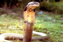 Facts About Cobras | Live Science