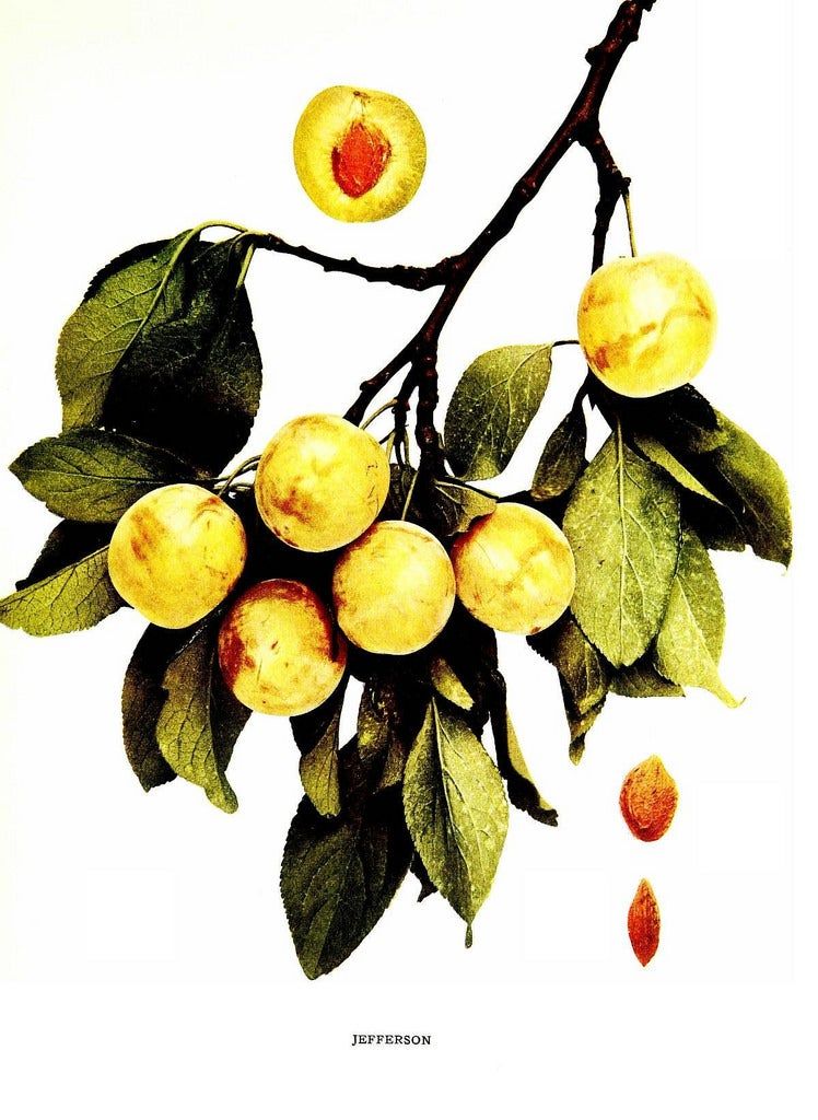 Tips & Information about Plum Trees | Gardening Know How