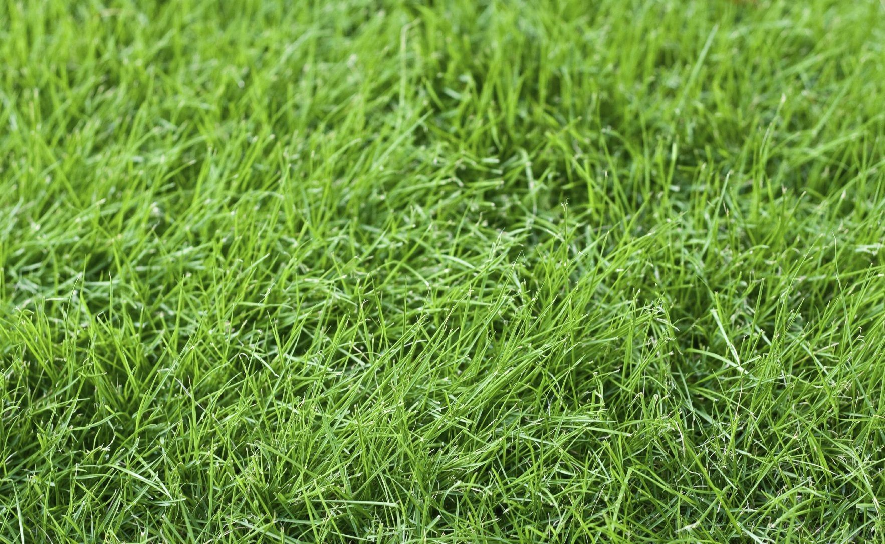 Fine Fescue Care - Information And Tips On Using Fine Fescue For Lawns ...