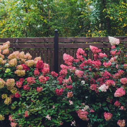 When To Prune Roses: The Best Timing For Every Variety | Gardening Know How