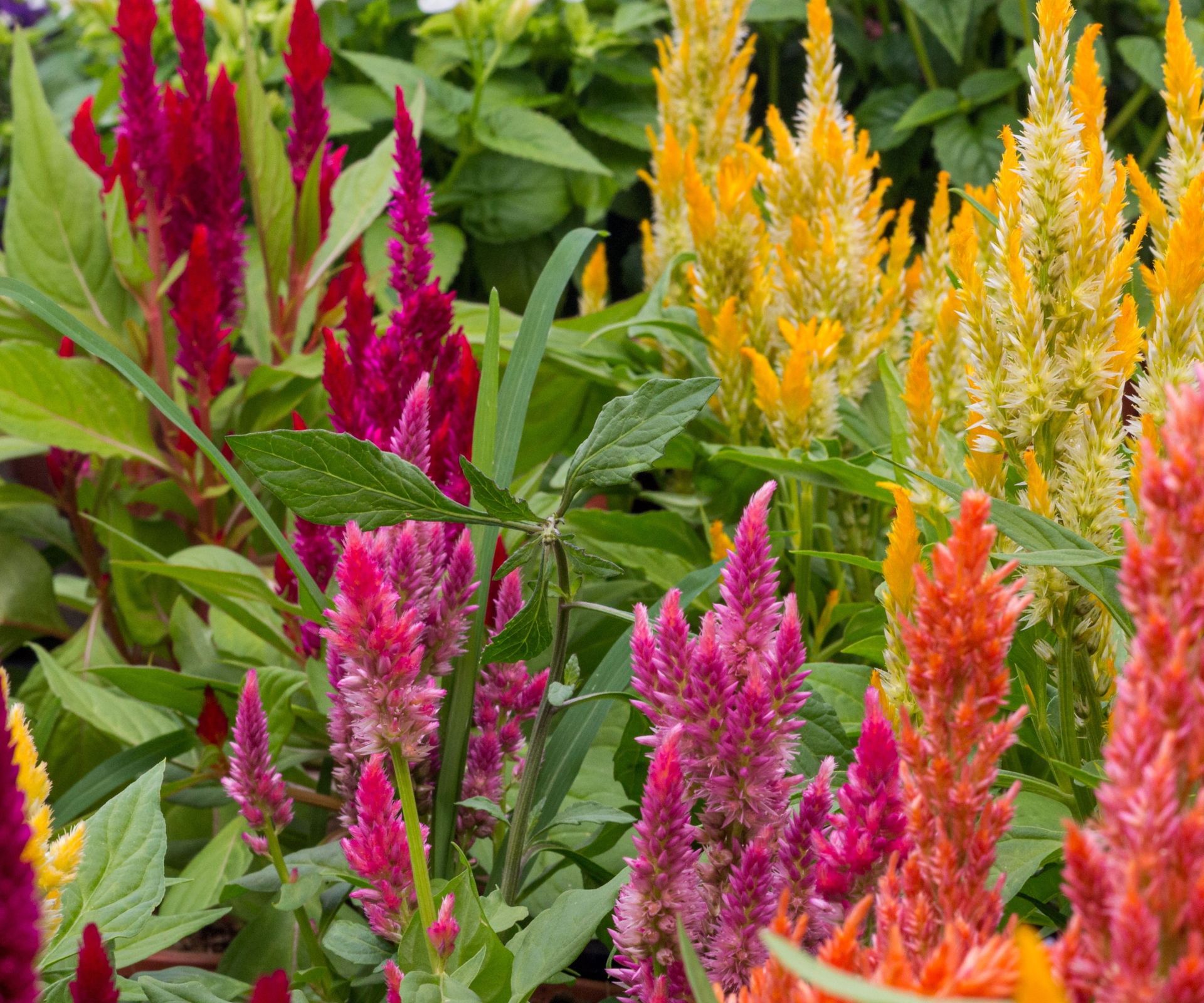 How to grow celosia and enjoy vibrant plumes of flowers | Homes and Gardens