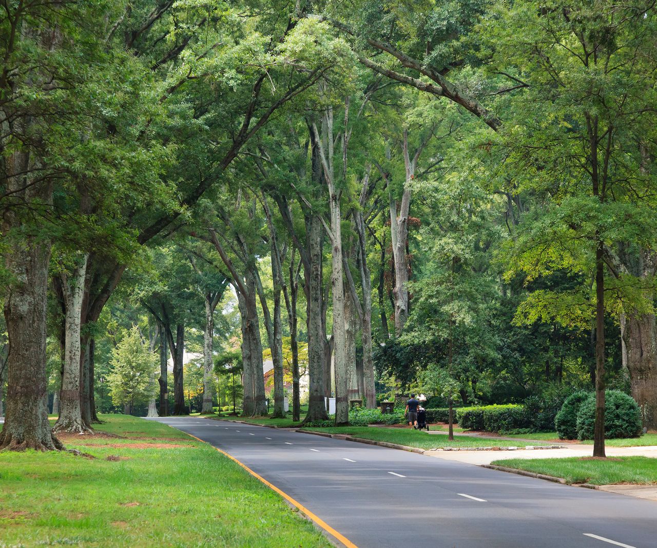 5 Tough Urban Trees That Thrive In City Landscapes | Gardening Know How