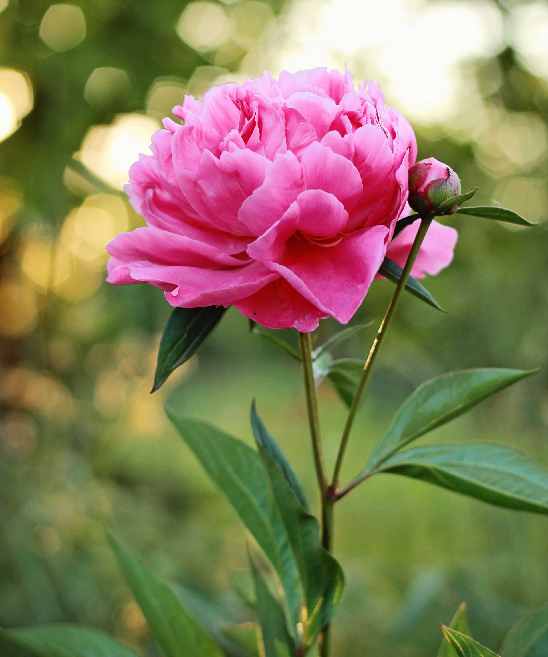 How to winterize peonies | Homes and Gardens