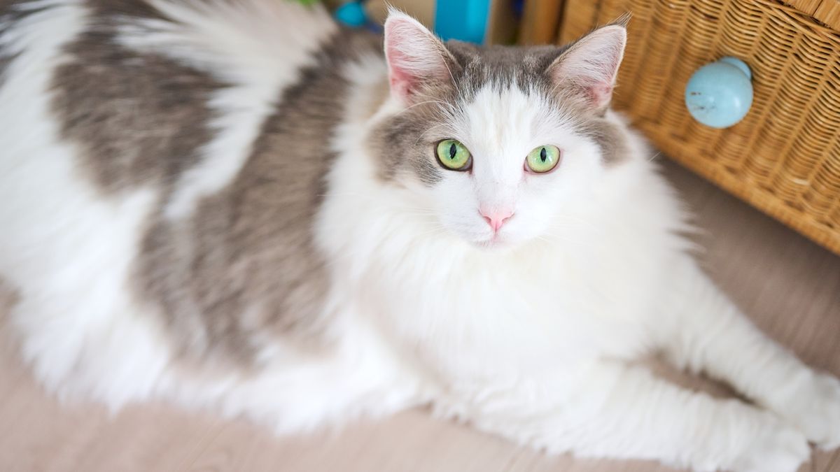 32 reasons to love Norwegian forest cats | PetsRadar