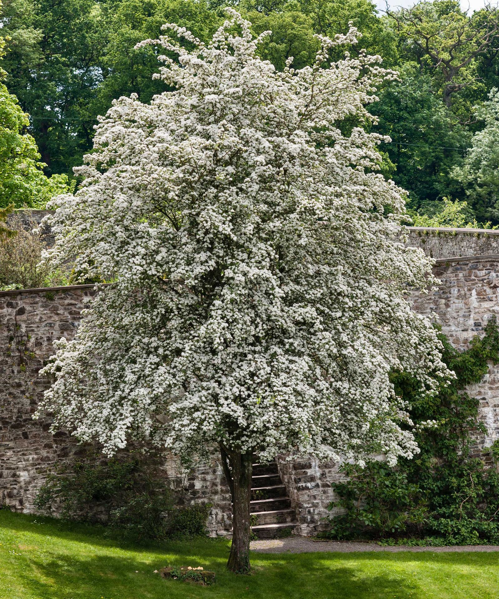Best trees for small gardens: 11 top picks for less-than-large plots ...