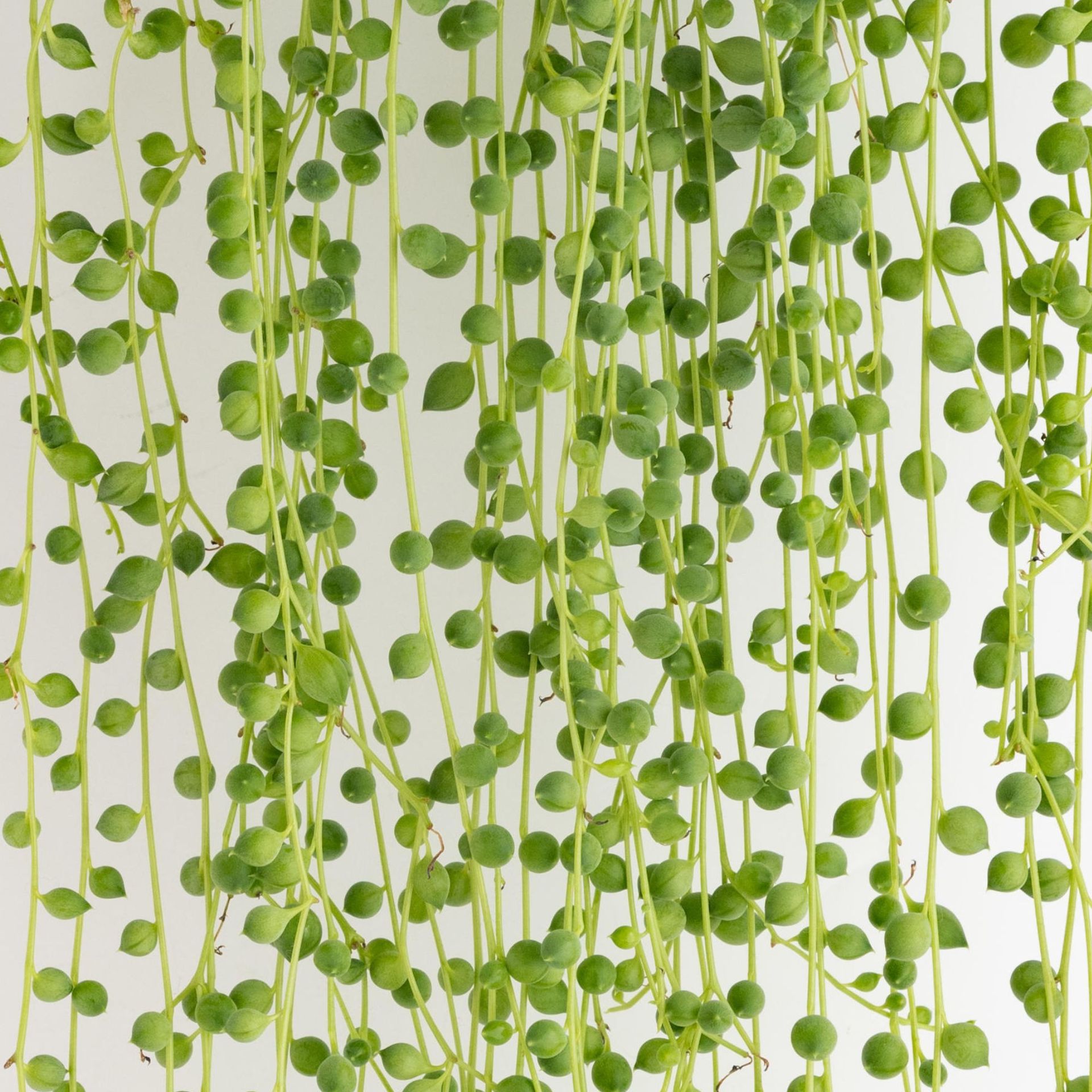String of pearls care for a green and healthy plant | Ideal Home