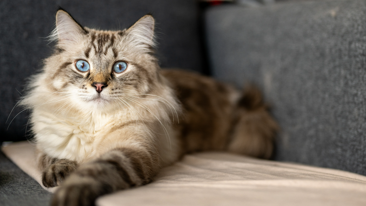 Hypoallergenic cat breeds: The 12 best options for allergy sufferers ...