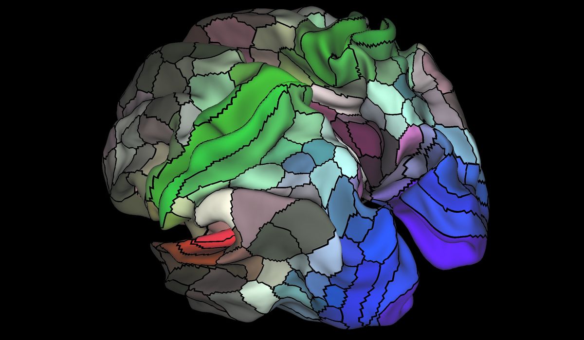 The Unexplored Brain: Nearly 100 Uncharted Areas Revealed | Live Science