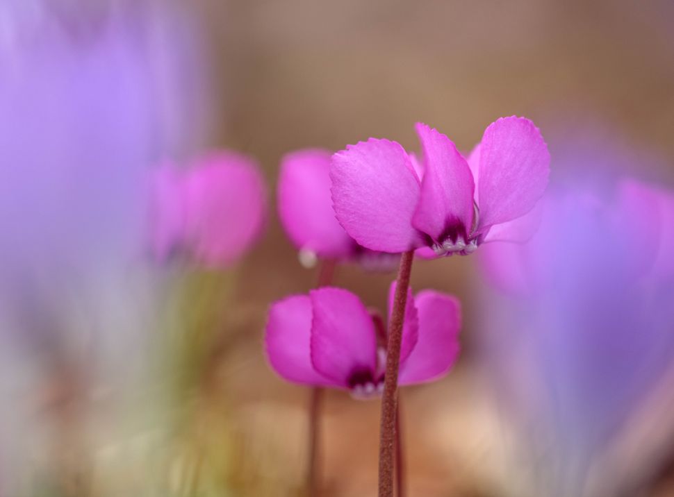 10 tips for amazing close-up photos of flowers with a Canon EOS camera ...