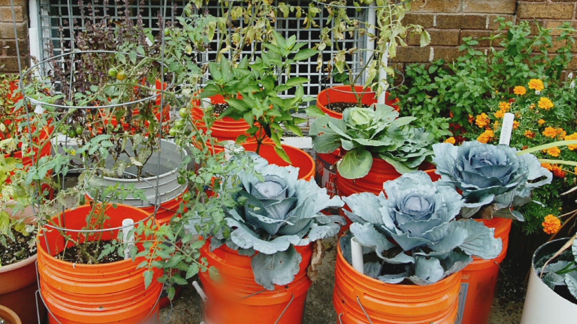 Guide To Designing Your Container Vegetable Garden | Gardening Know How