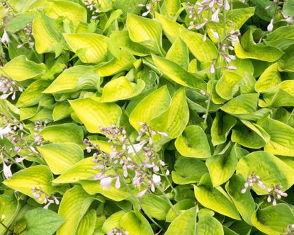 Hostas care and growing guide: tips for these foliage plants | Gardeningetc