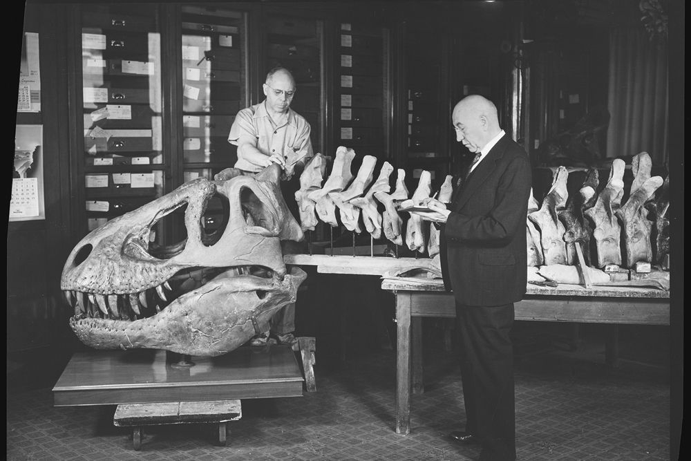 In Images: A New Look at T. Rex and Its Relatives | Live Science