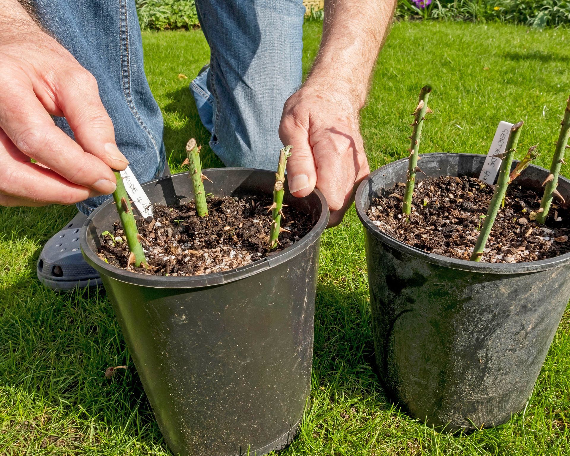Grow More Roses From Cuttings With This Easy, Foolproof Method ...