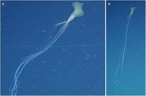 Rare squid with 'elbow' tentacles baffles scientists in spooky new ...