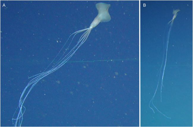 Rare squid with 'elbow' tentacles baffles scientists in spooky new ...