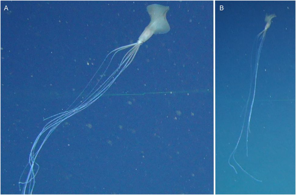 Rare squid with 'elbow' tentacles baffles scientists in spooky new ...