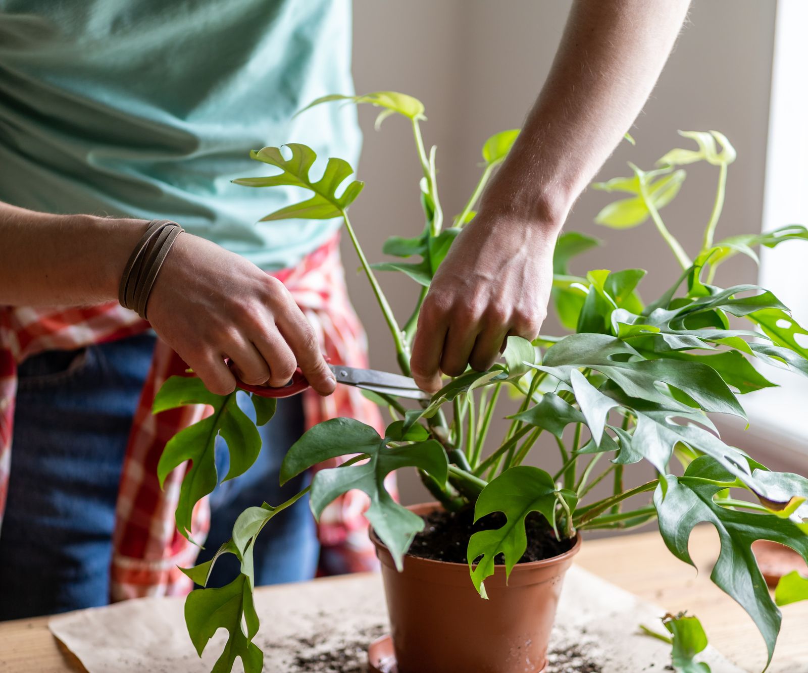 How to revive houseplants from cold damage with expert tips | Homes and ...