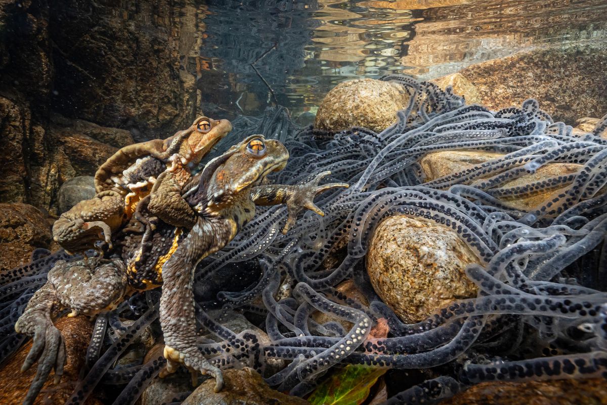 Crocodile in mud bath snaps up big prize in world wildlife photography ...