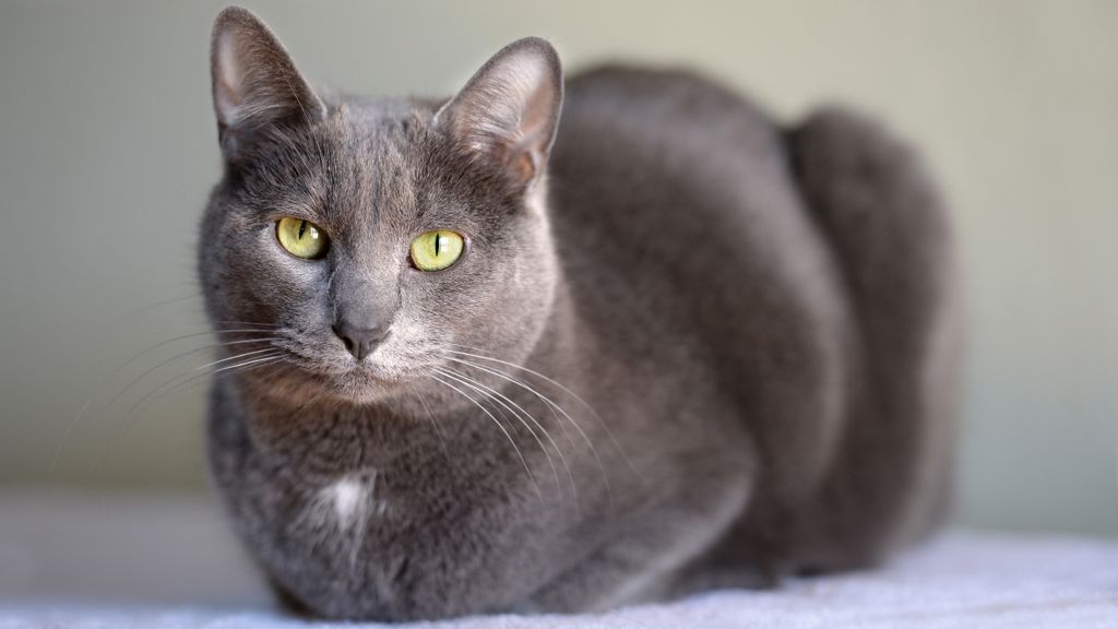 32 types of rare cat breeds | PetsRadar