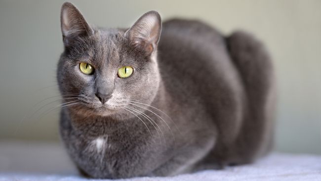 32 types of rare cat breeds | PetsRadar