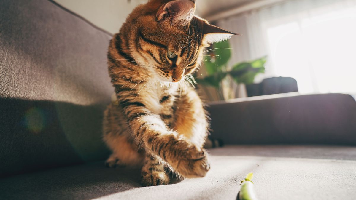 Why does my cat bring me toys and other ‘gifts’? | PetsRadar