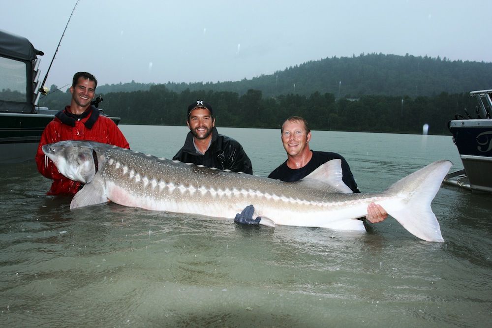 Photos of the Largest Fish on Earth | Live Science