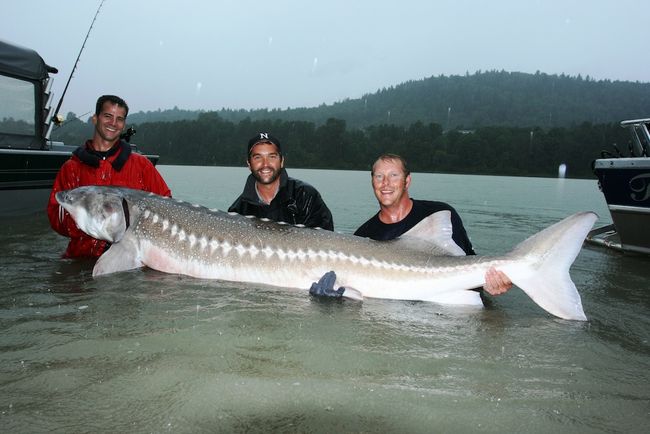 Photos of the Largest Fish on Earth | Live Science
