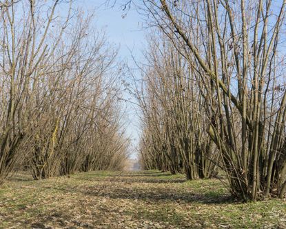 Hazelnut care and growing guide: top tips | Gardeningetc