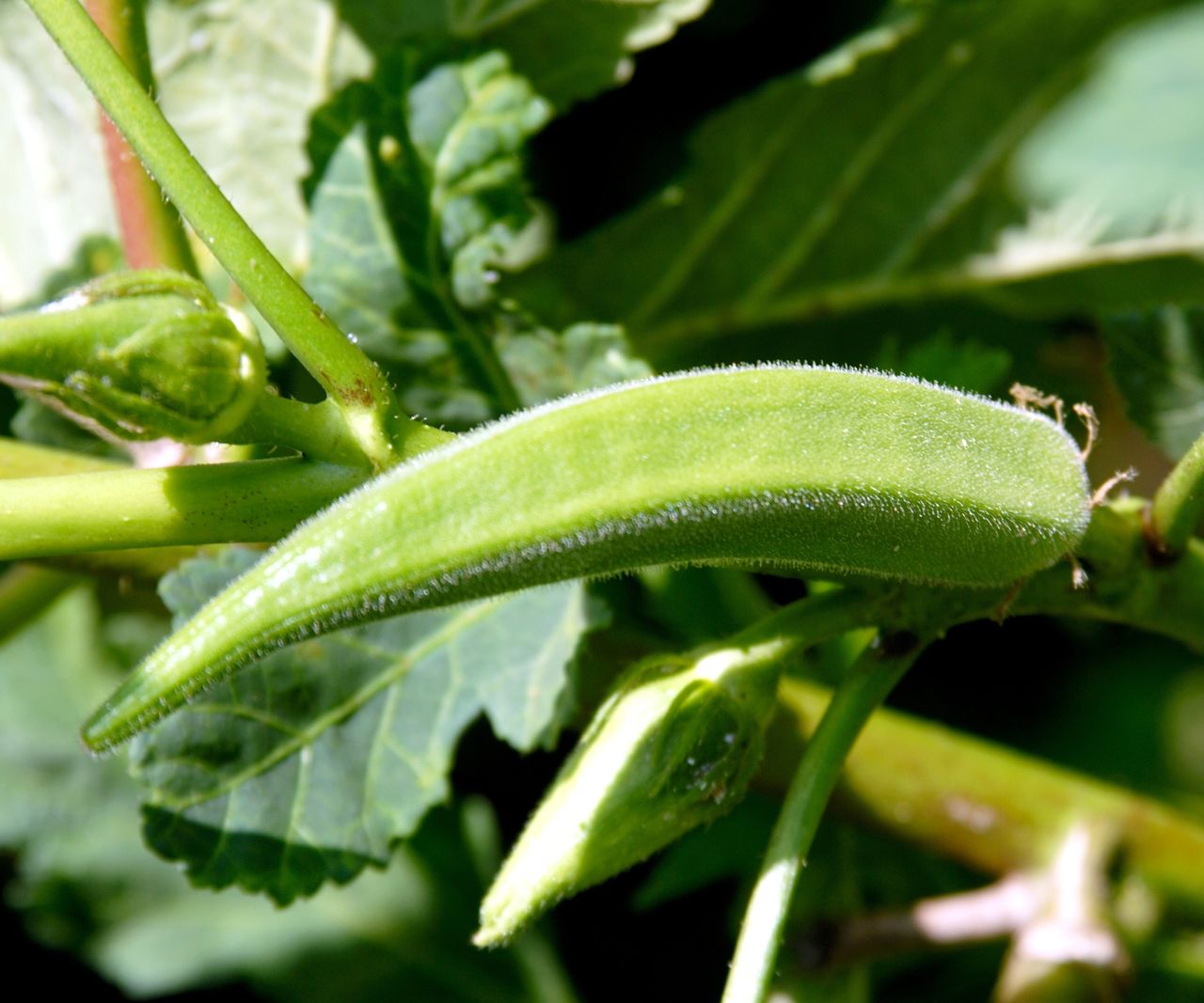 Best drought-tolerant vegetables: crops for dry conditions | Homes and ...