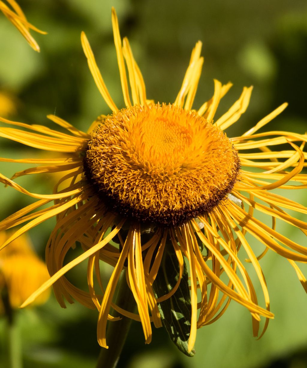 Monty Don’s Chelsea Chop tips will give you extra flowers this spring ...